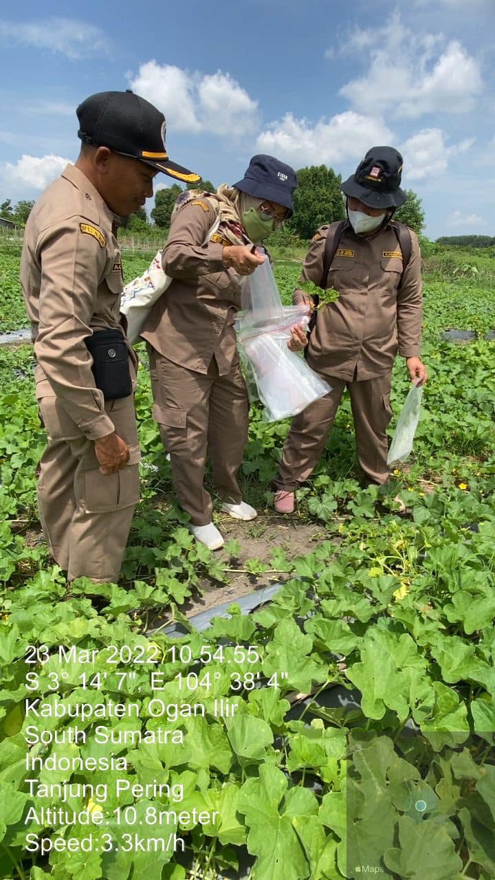 Karantina Pertanian Uji Standar Lakukan Pengambilan Sampel OPTK Koleksi ...