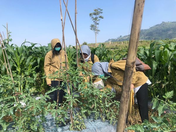 Pengambilan Sampel Koleksi dan Verifikasi Emerging Disease OPTK di ...