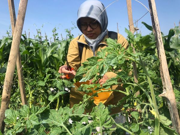 Pengambilan Sampel Koleksi dan Verifikasi Emerging Disease OPTK di ...