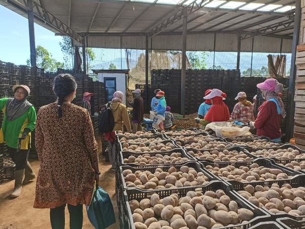Pengambilan Sampel Koleksi dan Verifikasi Emerging Disease OPTK di ...
