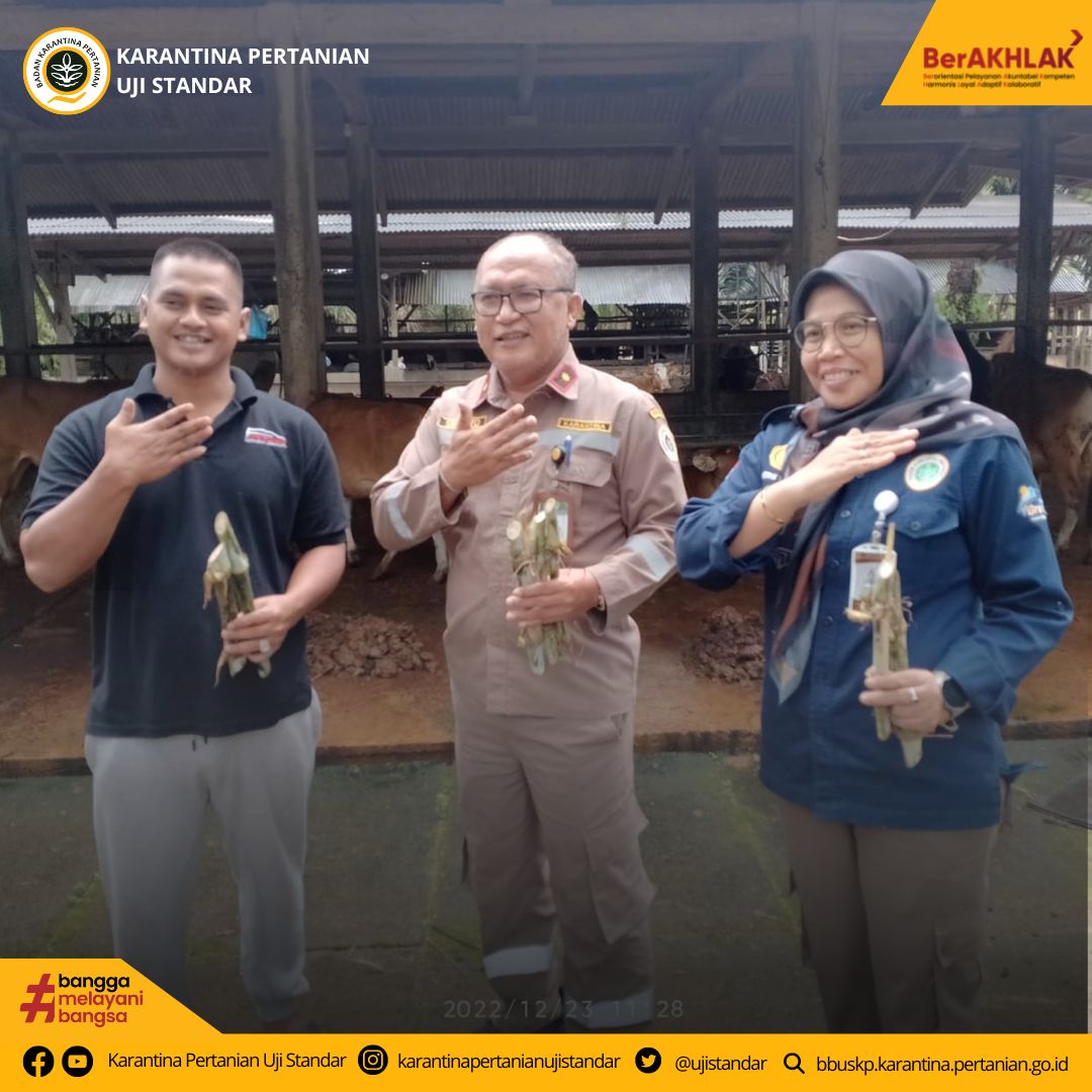 Kenalkan Rumput Gajah Gamma Umami, Karantina Pertanian Uji Standar Dorong Peningkatan ...