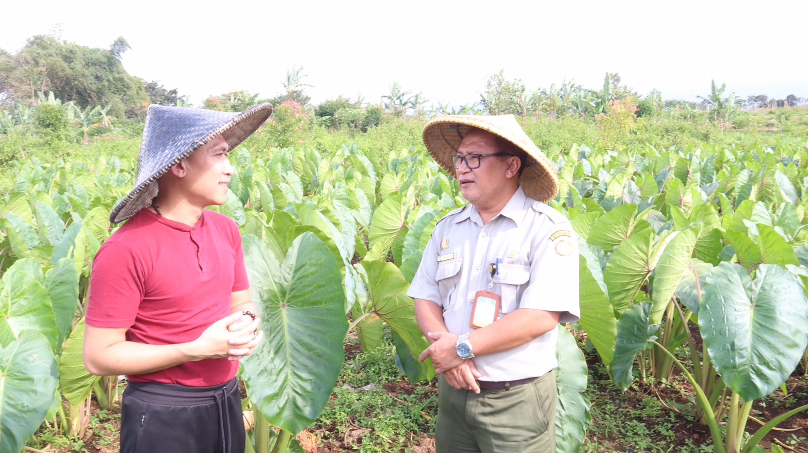Talas Pratama, Komoditas Pertanian Yang Banyak Manfaatnya – Balai Besar ...